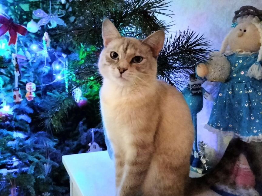 Тайская кошечка