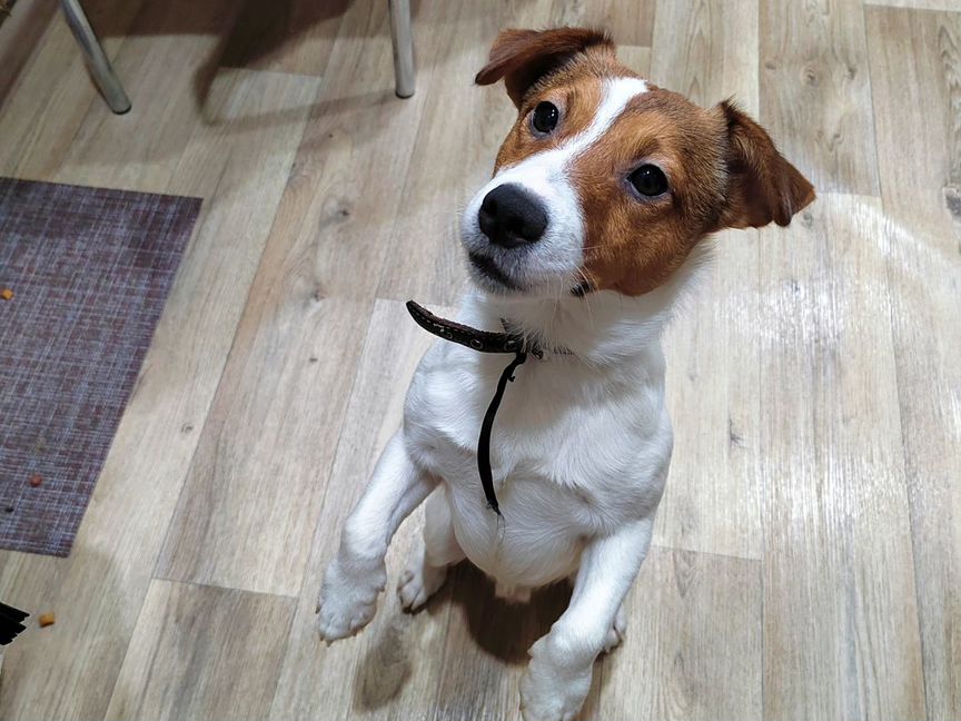Пристраевается Джек Рассел терьер