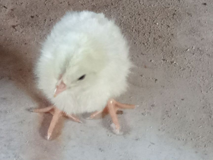 Цыплята несушки ломанн браун