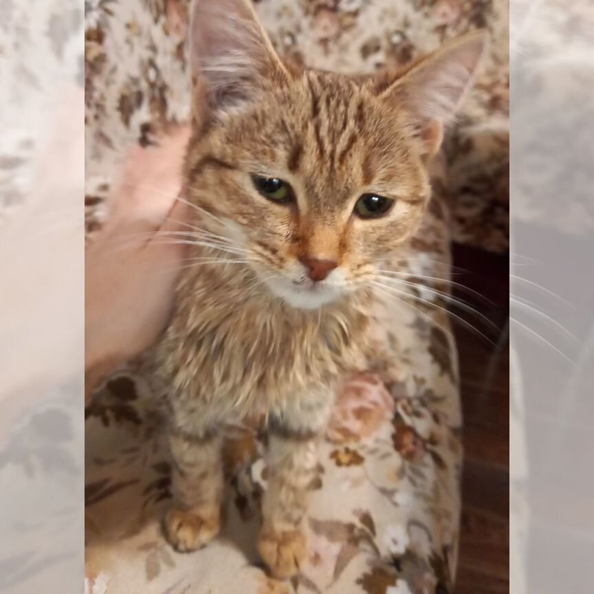 Отдаётся котёнок