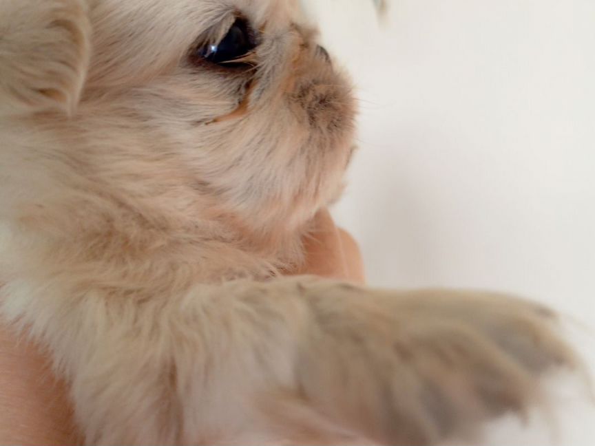 Пекинес мальчик мини