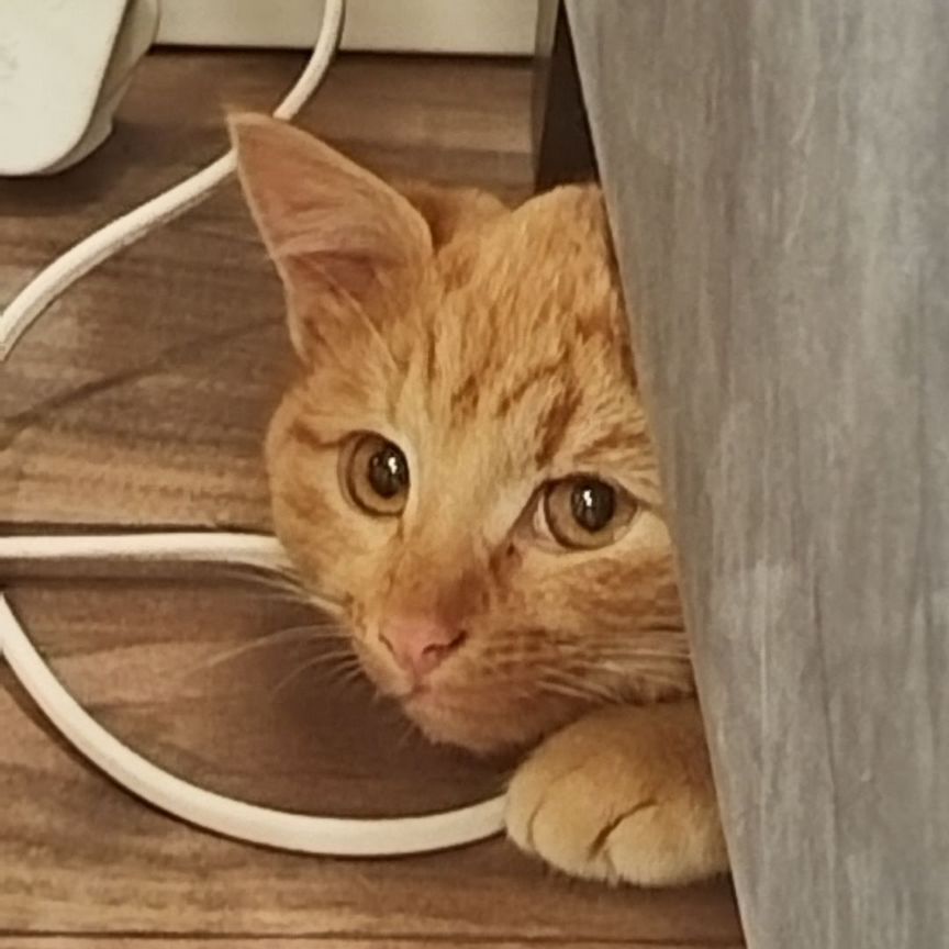 Вывозим с дачи котят