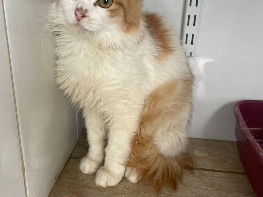 Котёнок Гоби ищет дом