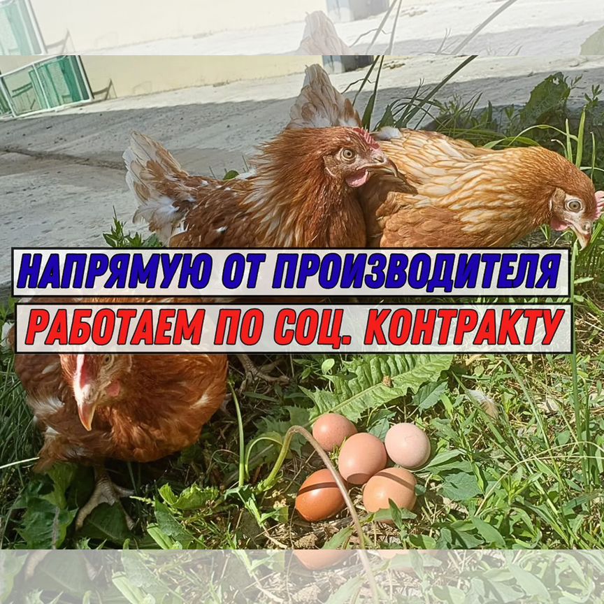Курица несушка молодняк оптом/Оплата при получении