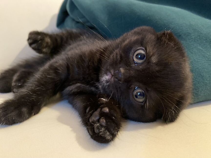 Шотландская вислоухая кошка