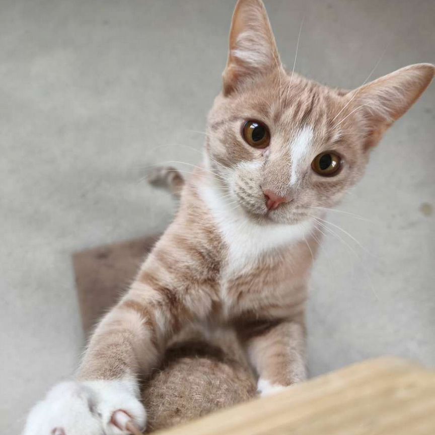 Кот Сырник ищет дом