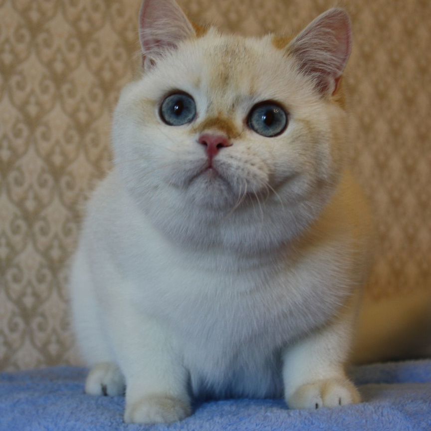 Золотой британский котик