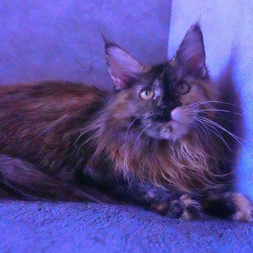 Мейн-кун котёнок