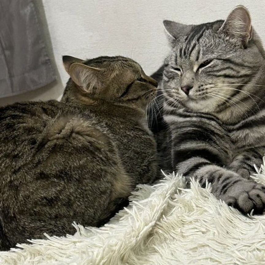 Отдам в добрые руки