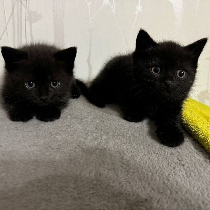 Котята