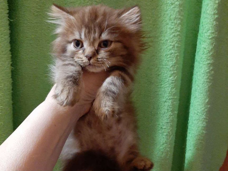 Сибирские котята