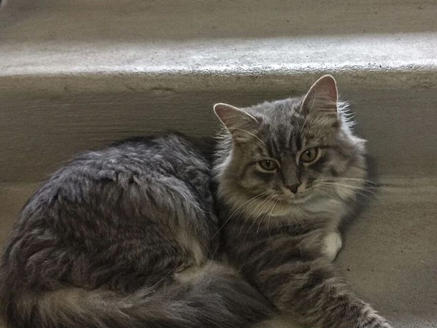 Кот