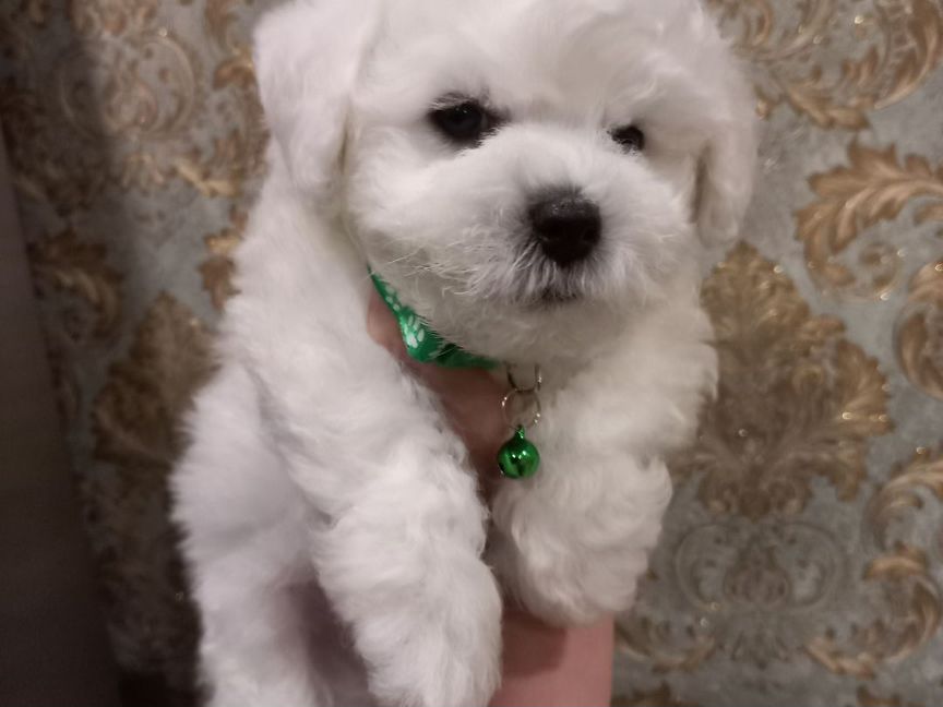 Бишон фризе шалуны