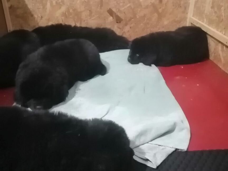 Щенки ньюфаундленда