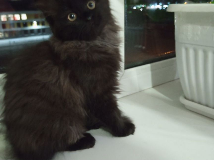 Котята сибирской кошки