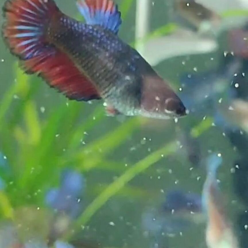 Рыбка петушок самки