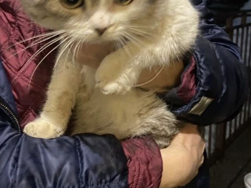 Выброшенный красавчик вислоухий