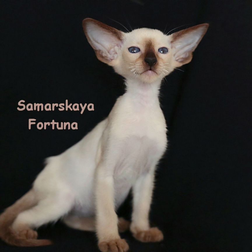 Сиамские малыши