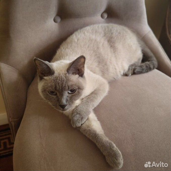На поиск дома 12 часов