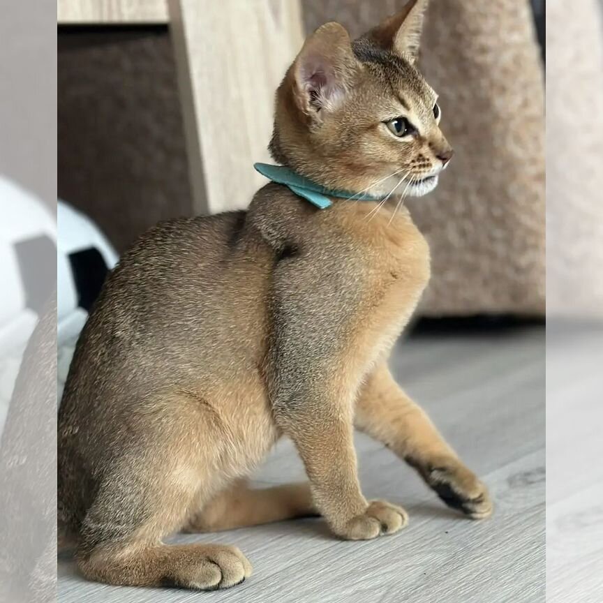 Абиссинский котёнок