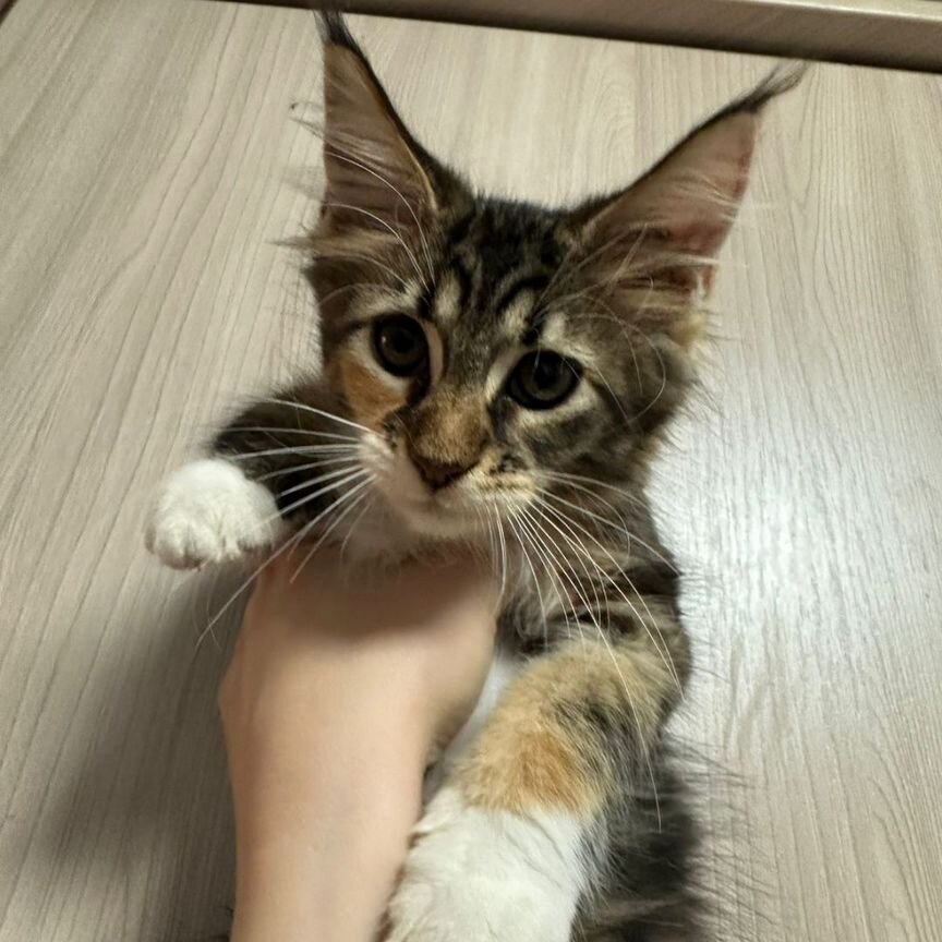 Котята мейн-кун