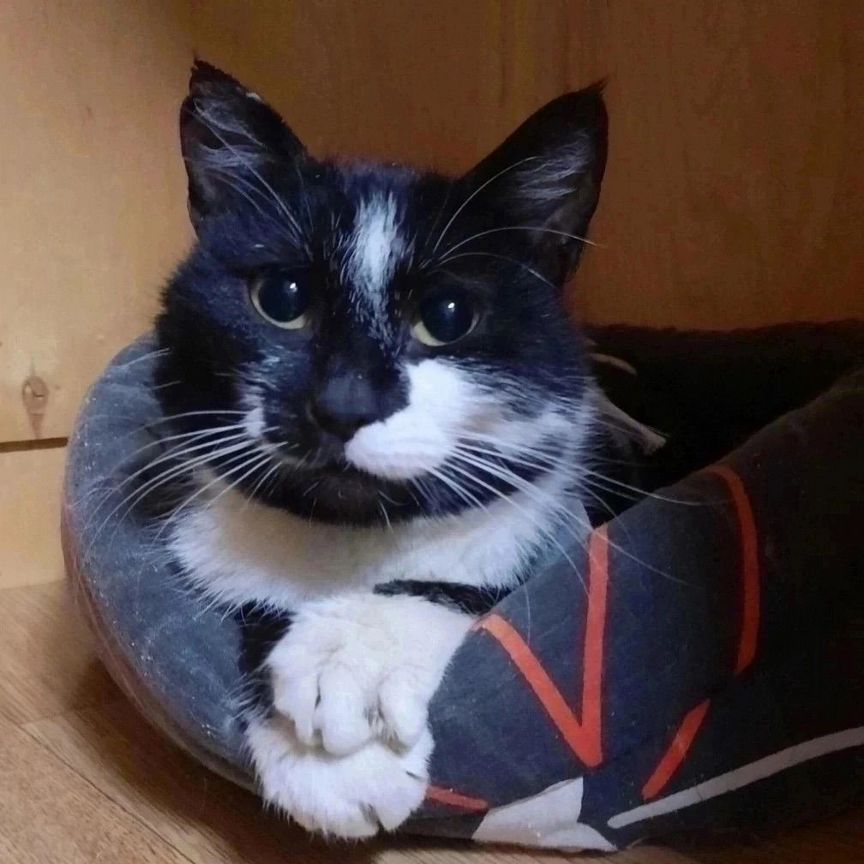 Кошка в добрые руки отдам бесплатно