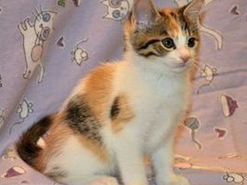 Котенок-девочка 3 месяца