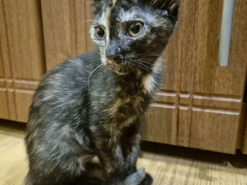 Котенку грозит смерть