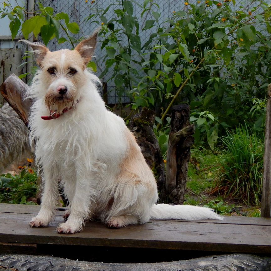 Собака в добрые руки