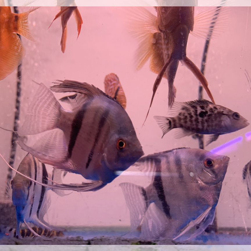 Скалярия голубая