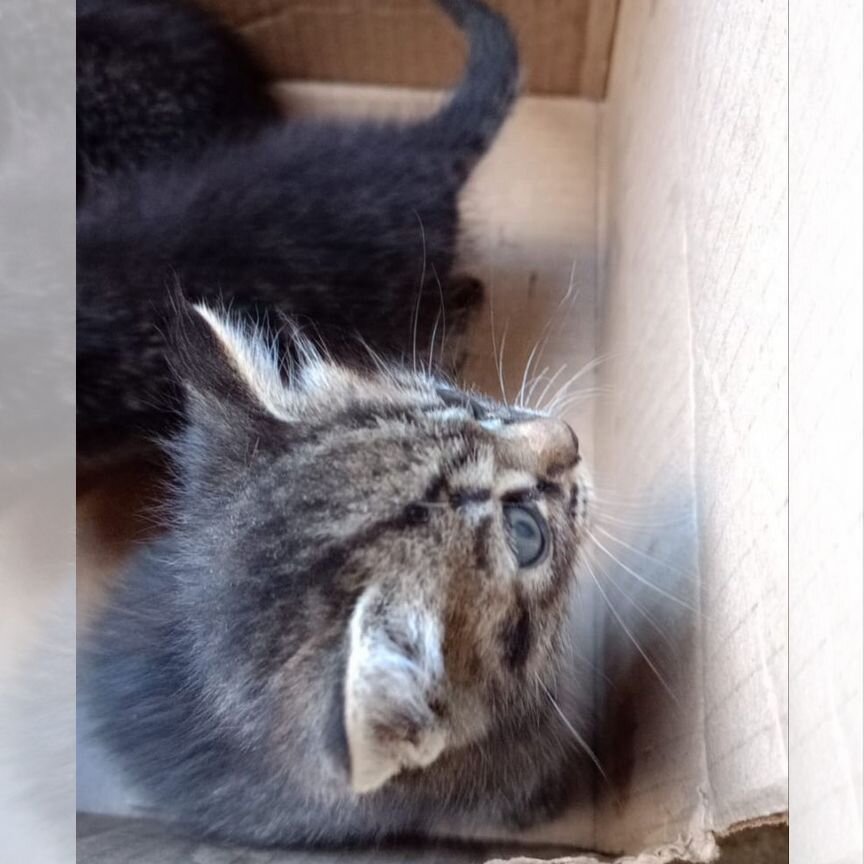 Котята в добрые руки бесплатно мальчик и 2 девочки