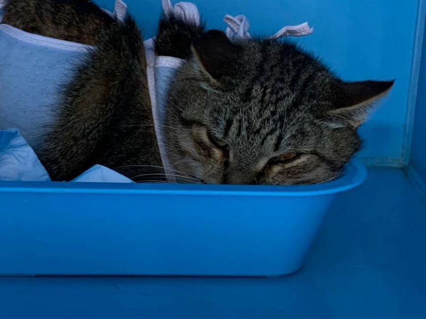 Свистульке очень нужен добрый человек