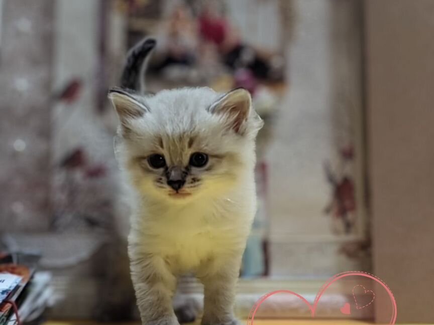 Котятки в добрые руки