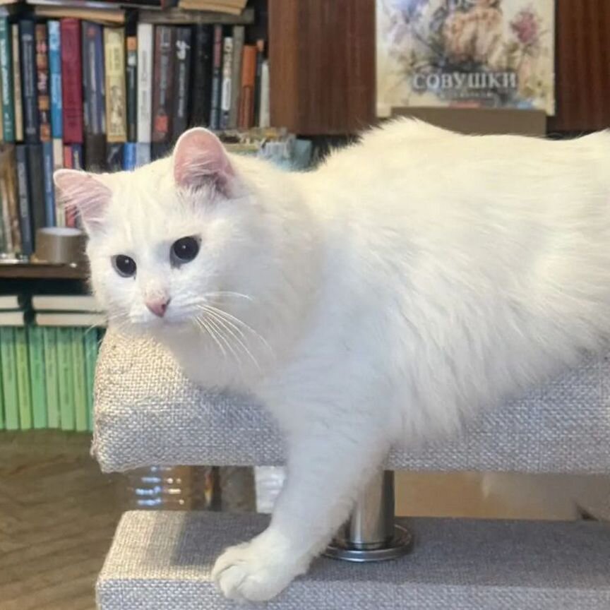 Взрослый кот в добрые руки