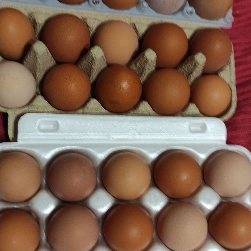 Инкубационное яйцо кур несушек