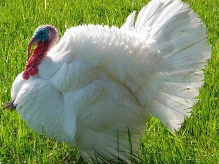 Индюки домашние