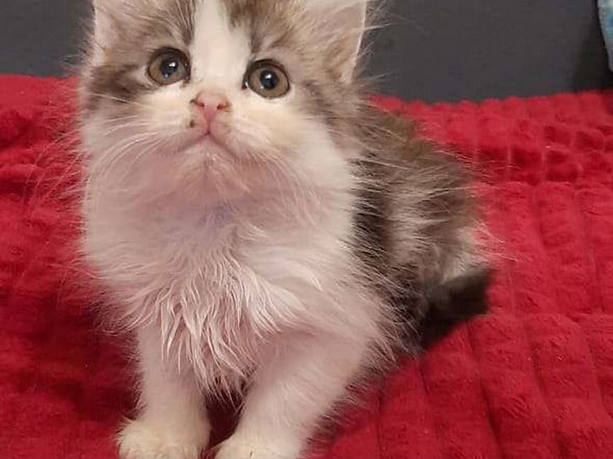 Котëнок 2 месяца