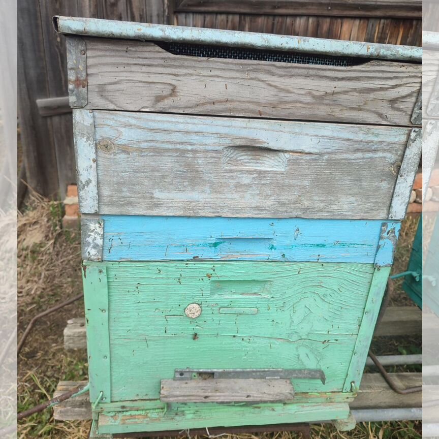 Пчелиная семья