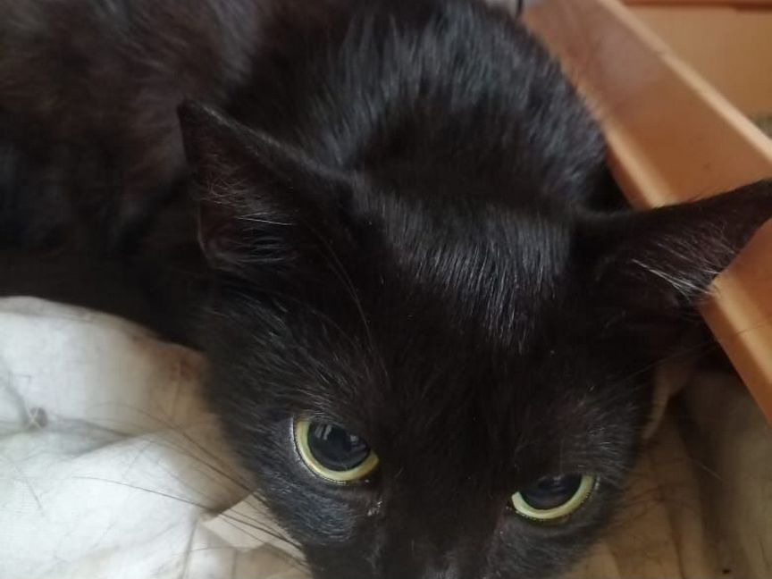 Кошка на улице Завтра выпуск