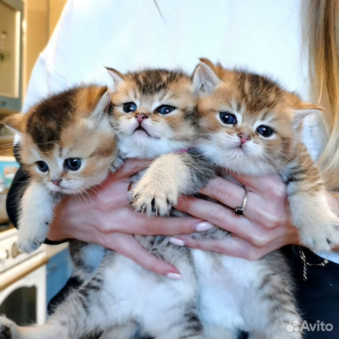 Золотые тикированные котята