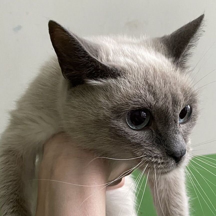 Кошку в добрые руки бесплатно