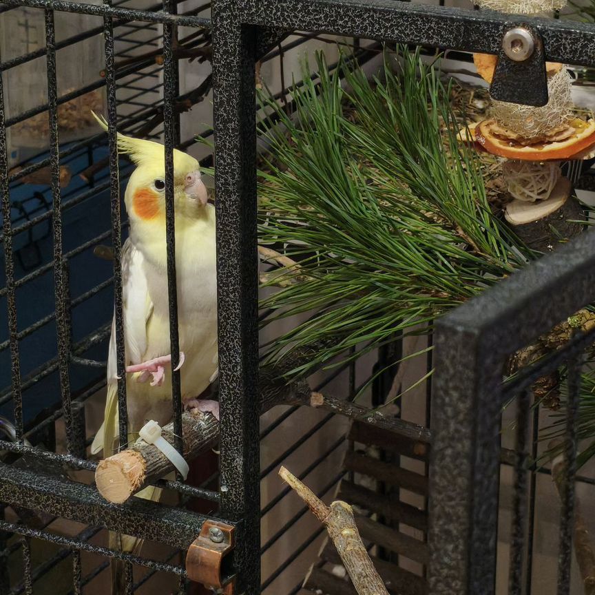 Попугай корелла