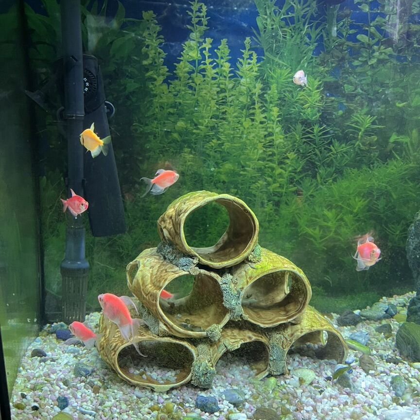 Аквариумные рыбки