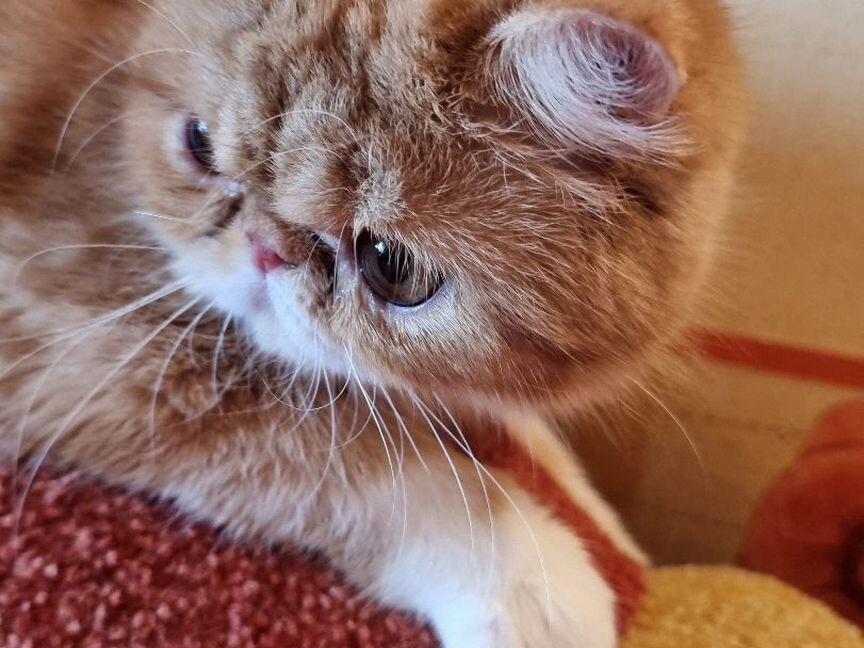 Экзотическая рыжулька