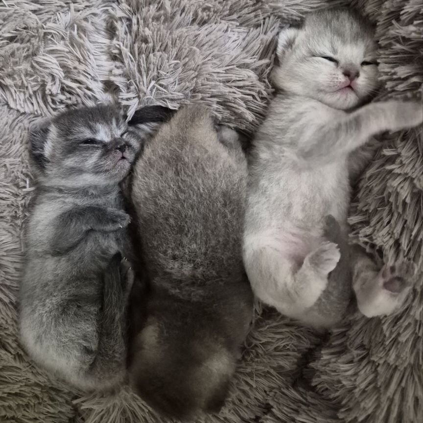 Шотландский вислоухий короткошёрстный котёнок