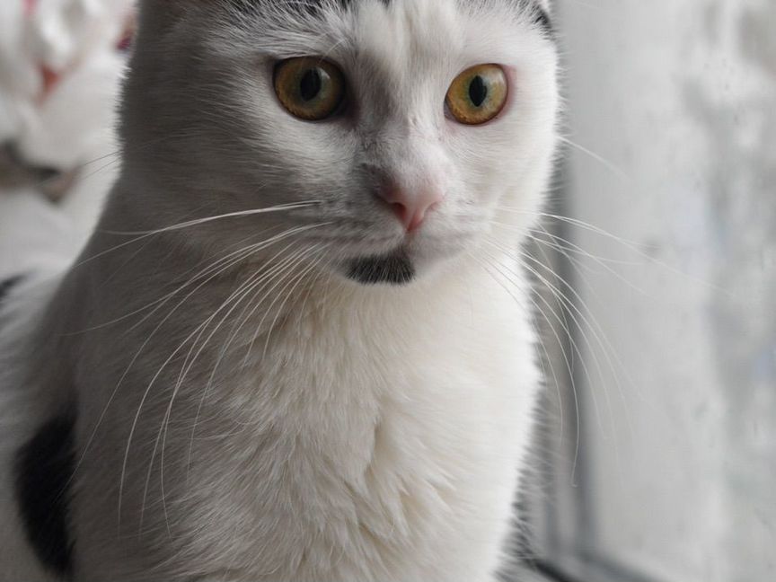 Котенок грустит