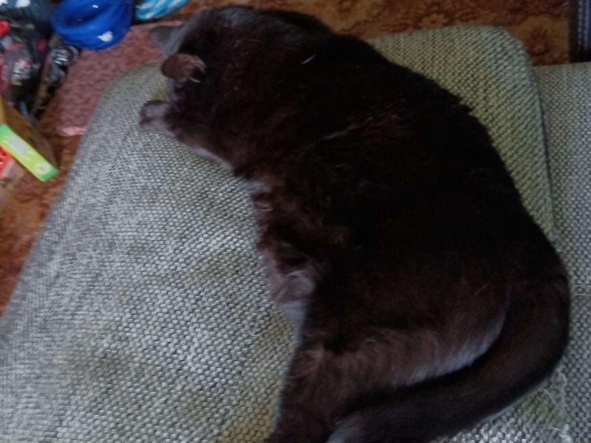 Черная пантера