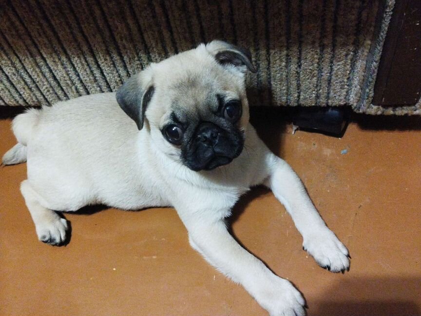 Щенки мопса мальчик