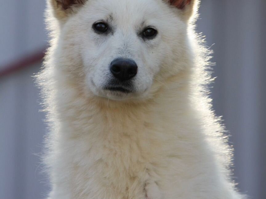 Белая Швейцарская Овчарка