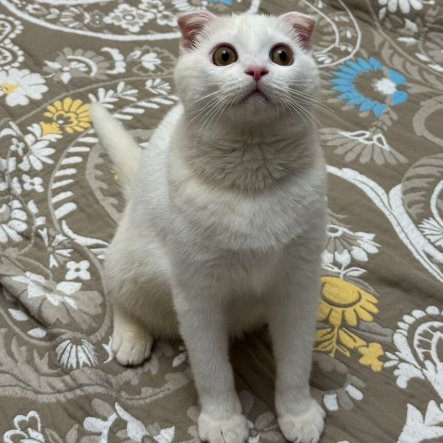 Шотландский вислоухий короткошёрстный котёнок